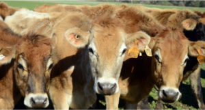 Breeding Cattle - Austrex