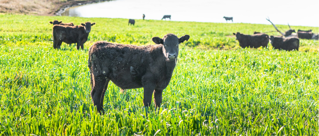 Genetics & Shima Wagyu - Austrex