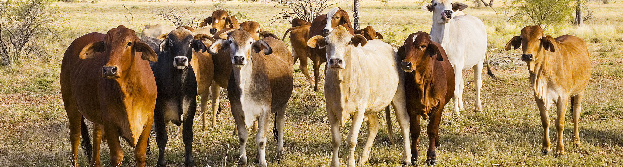 Feeder Cattle - Austrex